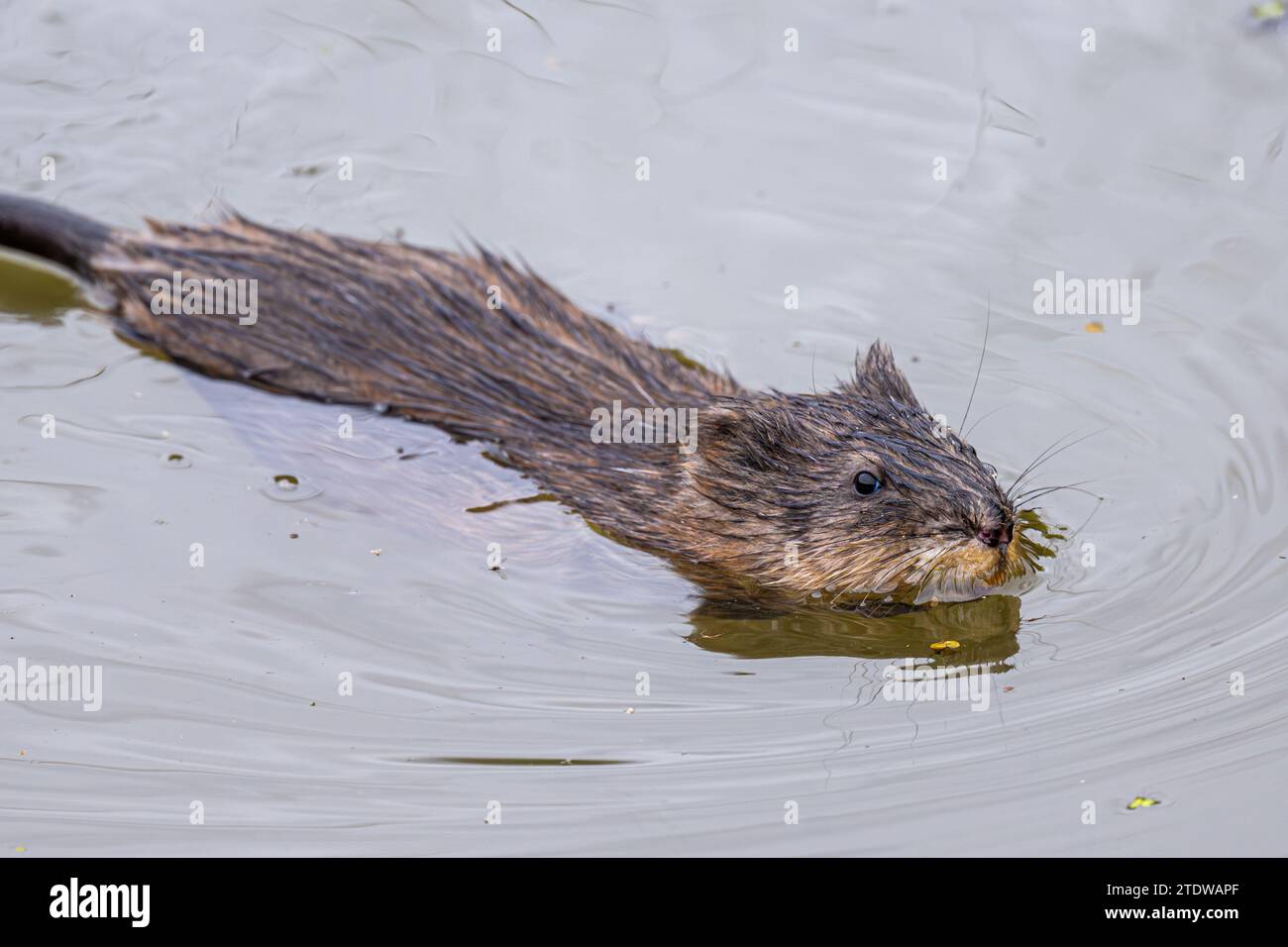 Muskrat (Ondatra zibethicus) Swimming in a River Stock Photo - Alamy