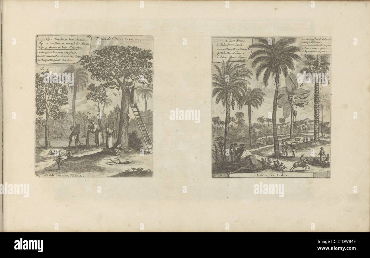 Landscapes with mango trees, coconut and palm trees, 1682 - 1733 Two ...