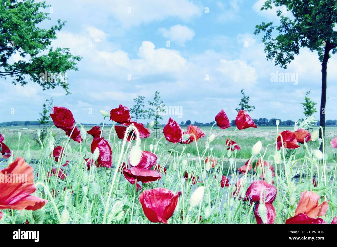 Dutch poppies hi-res stock photography and images - Alamy