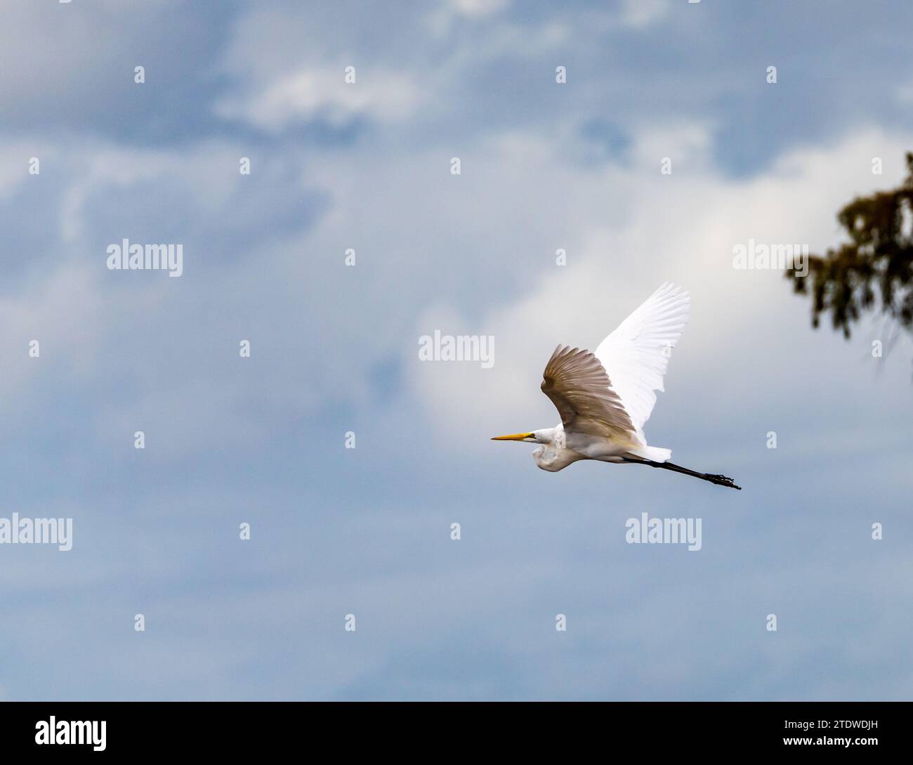 Great Egret bird walking on riverbank by stumps from felling of bald ...