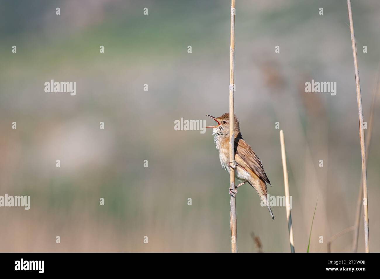 Common Reed Warbler, Acrocephalus scirpaceus singing in the reeds Stock ...