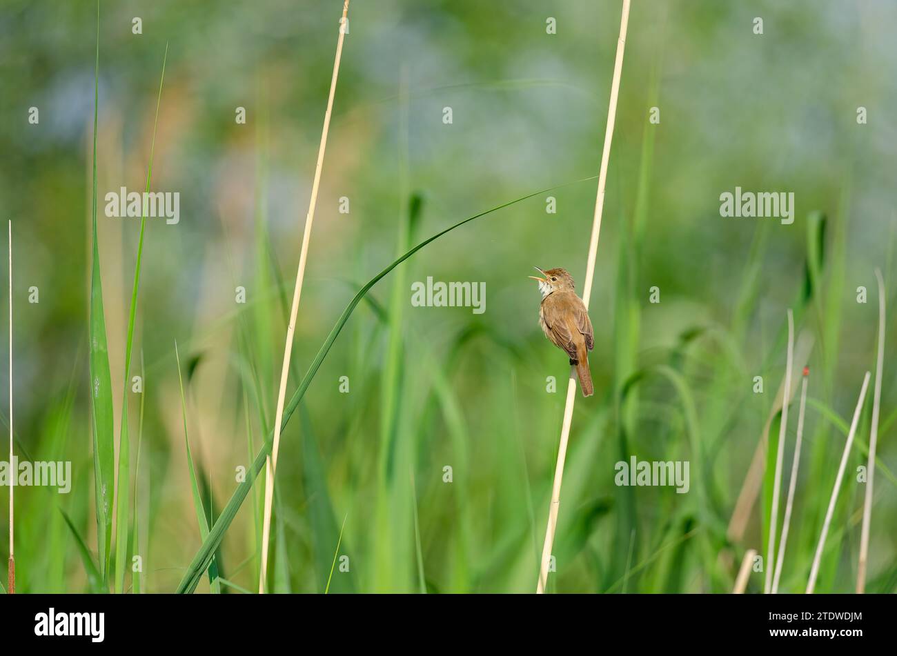 Common Reed Warbler, Acrocephalus scirpaceus singing in the reeds Stock ...