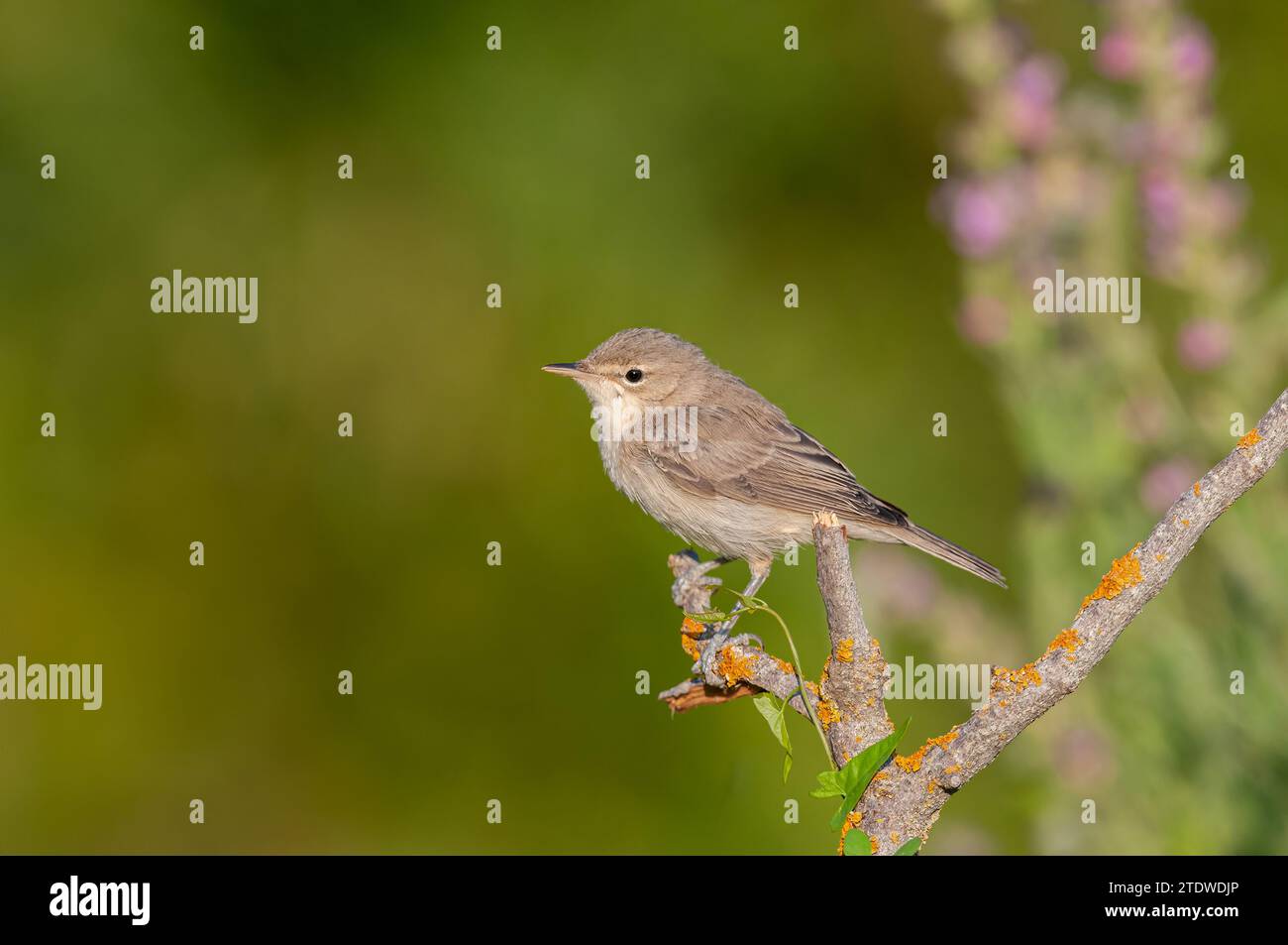 Small warblers hi-res stock photography and images - Alamy