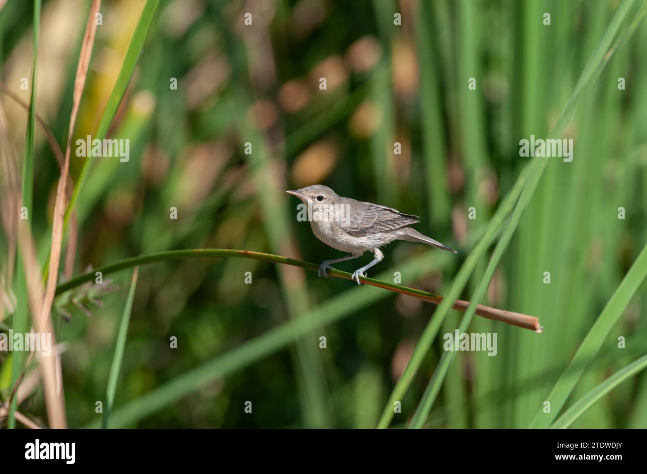 Warblers of turkey hi-res stock photography and images - Alamy