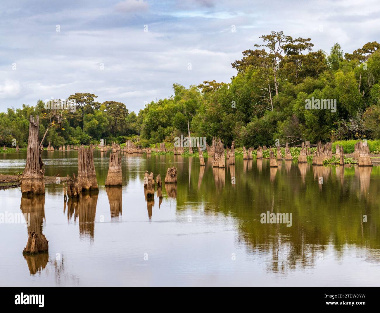 Stumps from felling of bald cypress trees in the past seen in calm ...