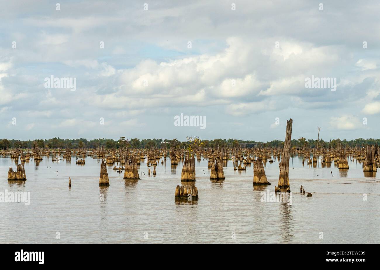 Stumps from felling of bald cypress trees in the past seen in calm ...