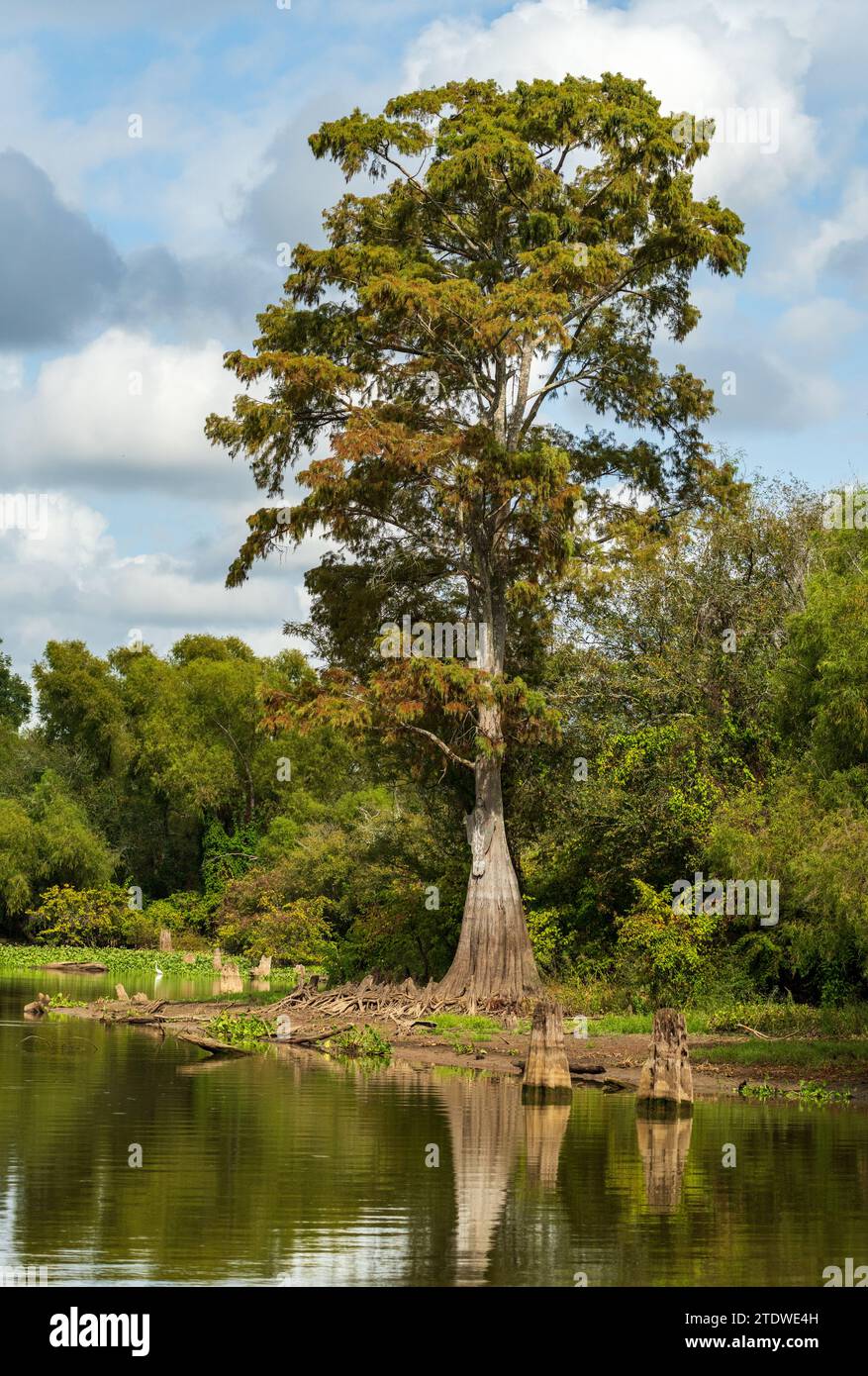 Large bald cypress trees in submerged land seen in calm waters of the ...