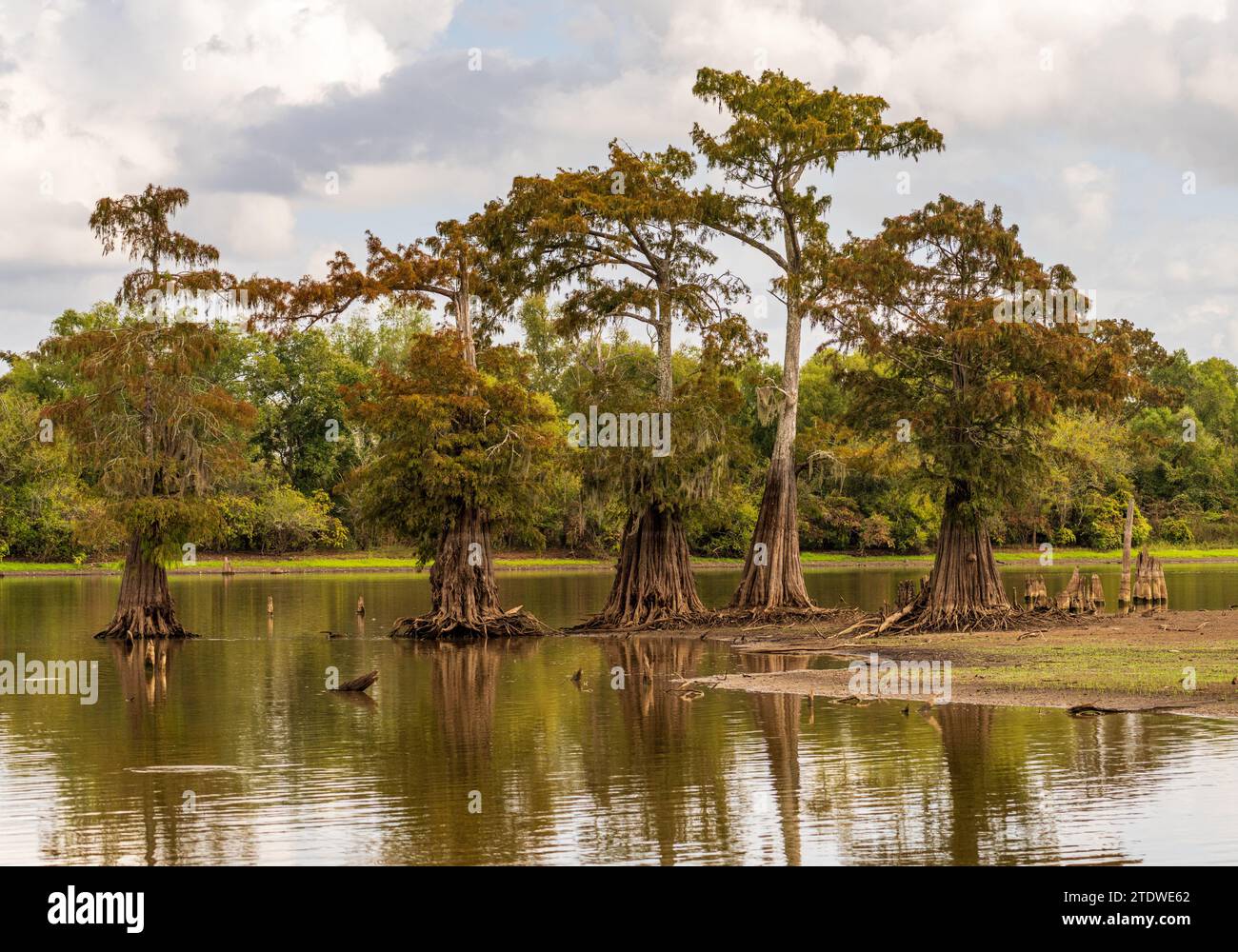 Stand of five bald cypress trees in submerged land seen in calm waters ...