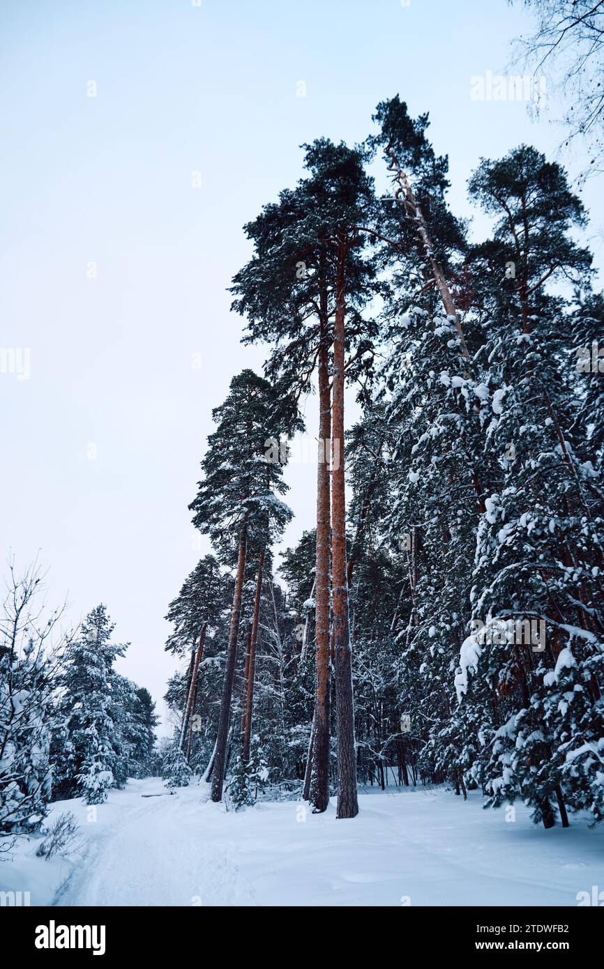 Winter landscape with tall pines covered in snow Stock Photo - Alamy