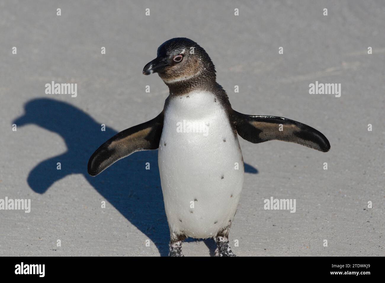 A penguin stretching after walking out of water on to Boulders Beach in ...