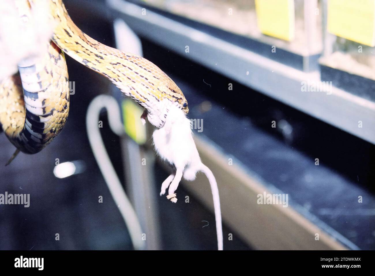 Snake eats mouse, 09-07-1997, Whizgle News from the Past, Tailored for ...