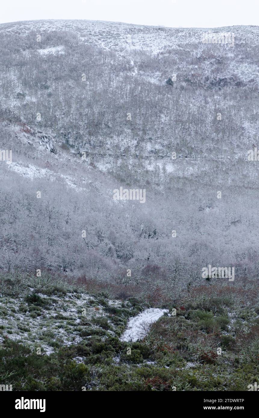 Deciduous forest covered frost hi-res stock photography and images - Alamy