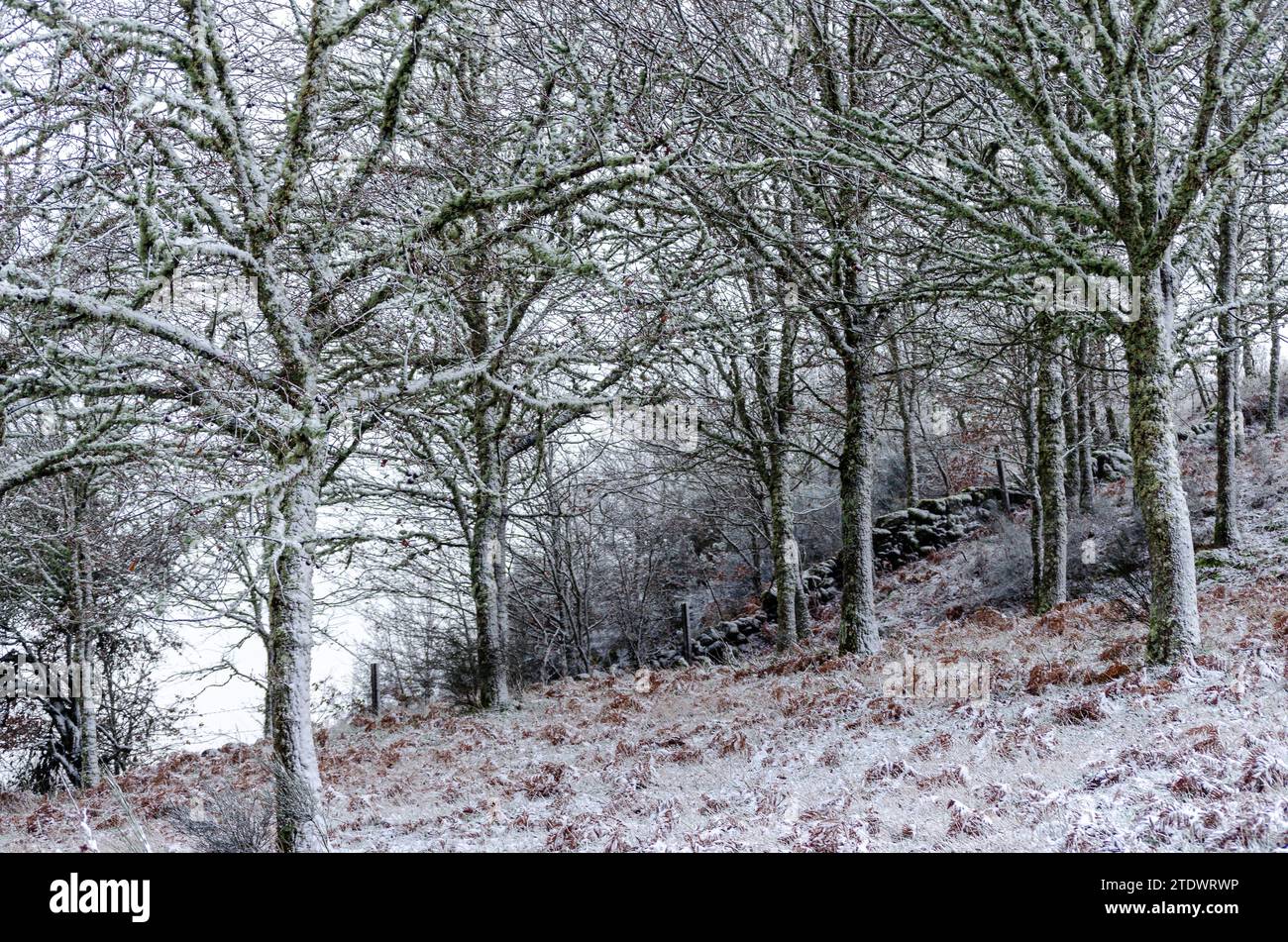 oak forest covered with ice by the frost Stock Photo - Alamy