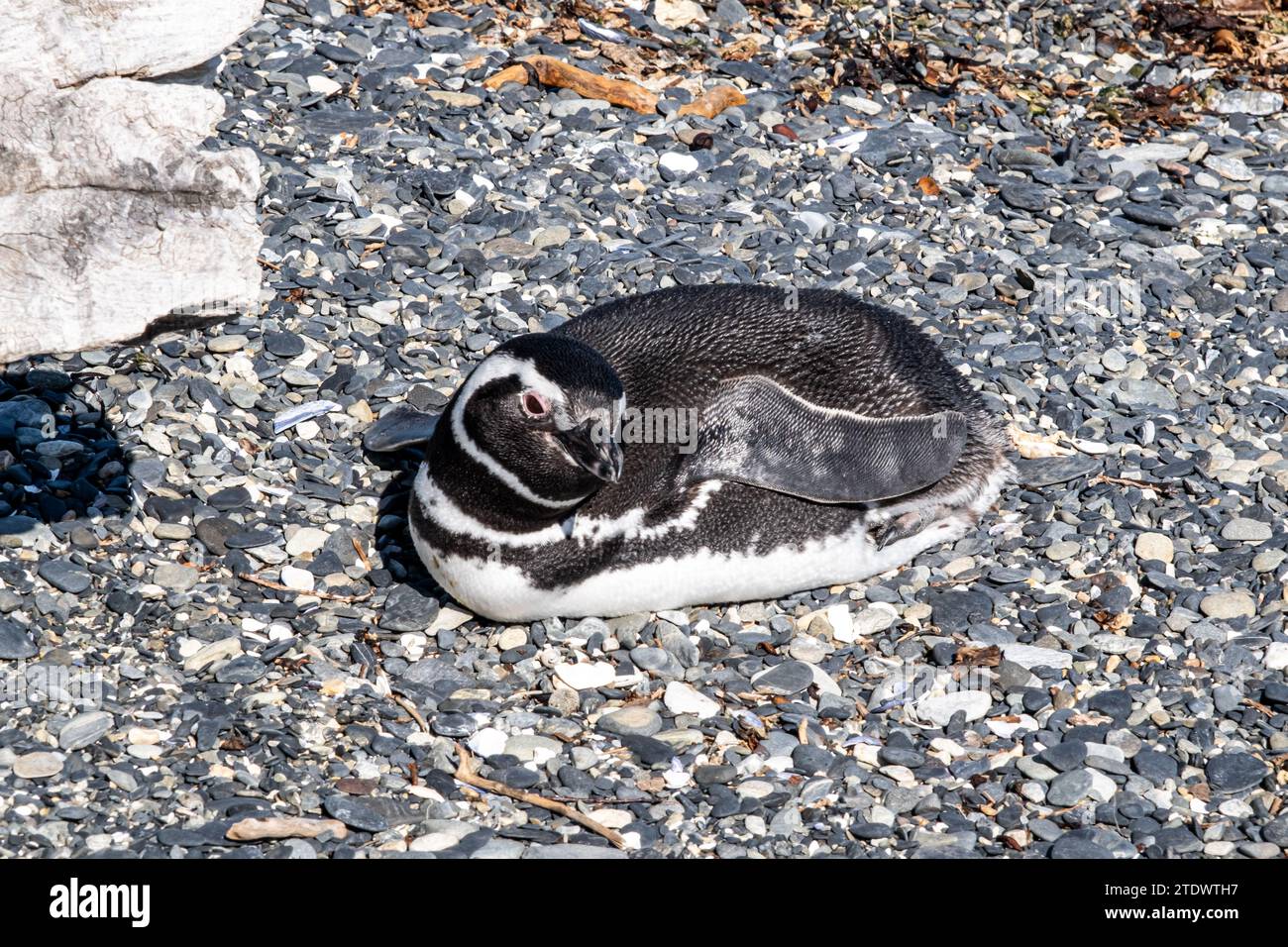 Penguins can be seen in the Beagle Channel. The lovely penguins begin ...