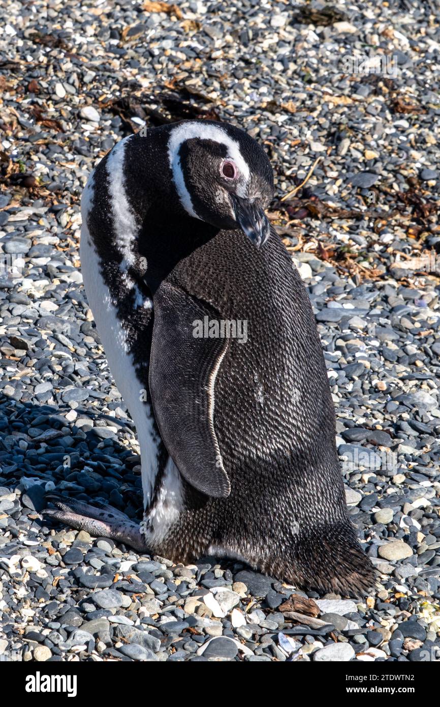 Penguins can be seen in the Beagle Channel. The lovely penguins begin ...