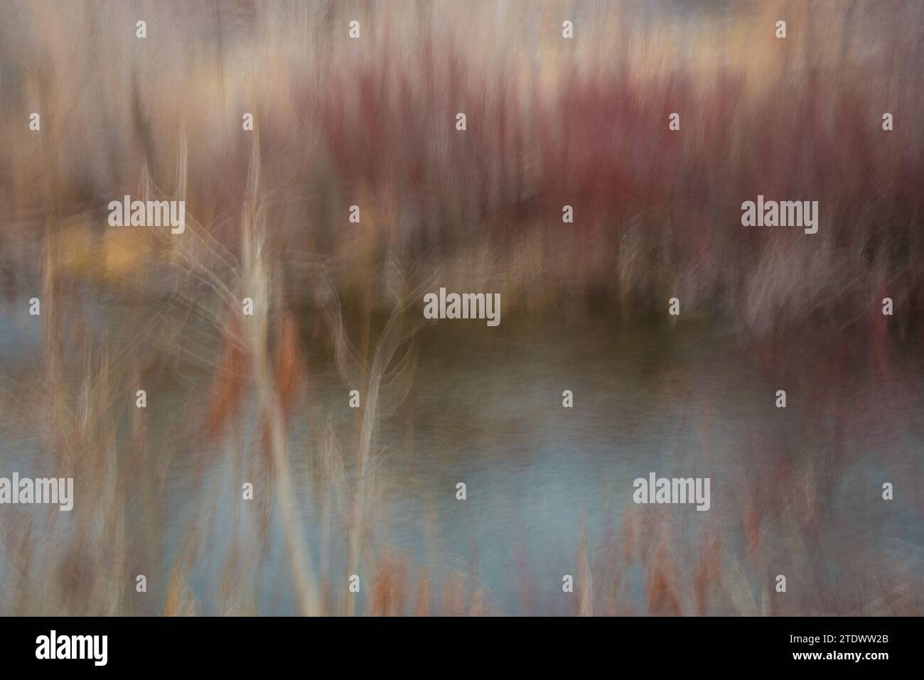 ICM (Intentional Camera Movement) creating a impressionistic rendering ...