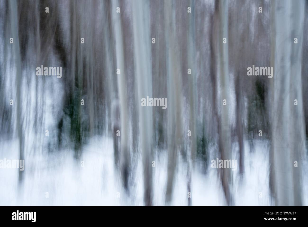 ICM (Intentional Camera Movement) creating a impressionistic rendering ...