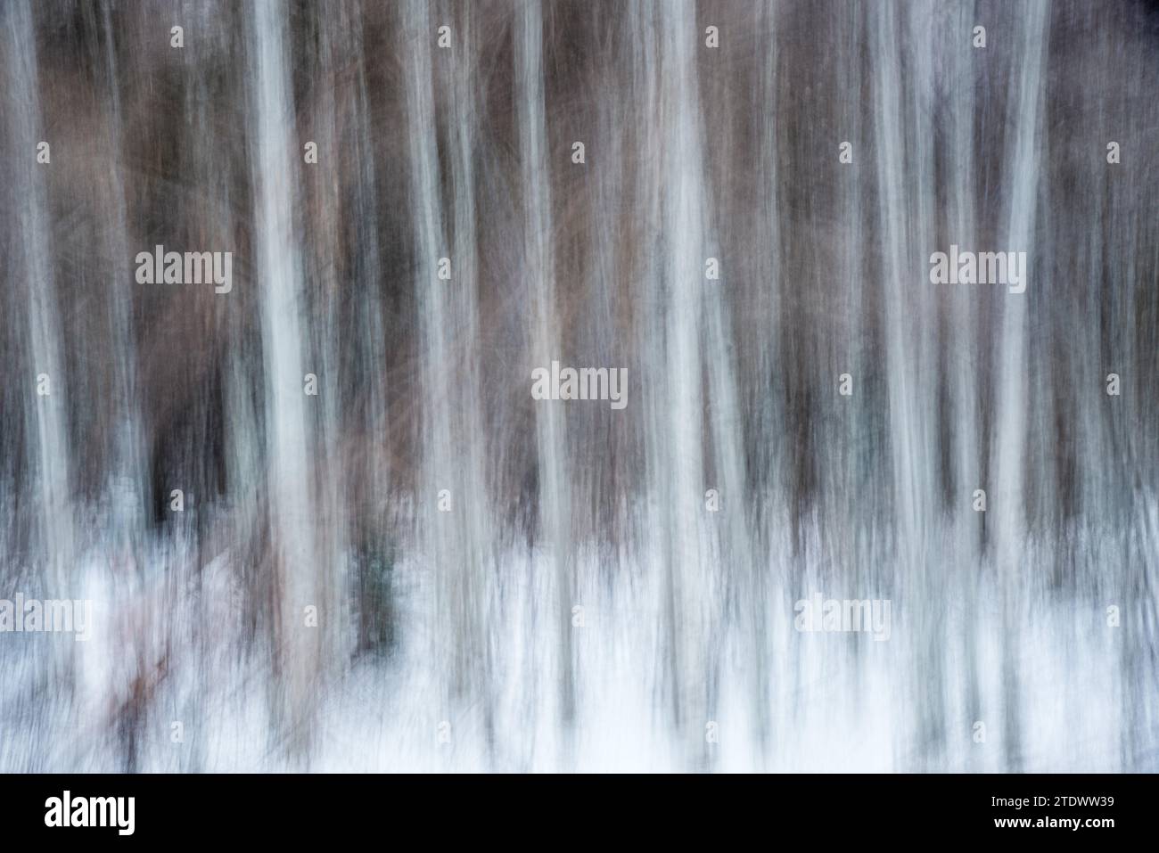 ICM (Intentional Camera Movement) creating a impressionistic rendering ...