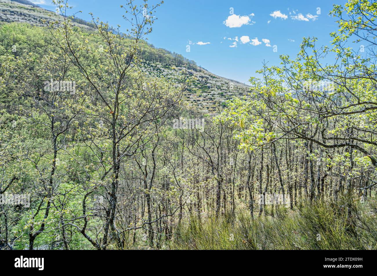 View of a forest in spring, in the Garganta de los Infiernos Nature ...