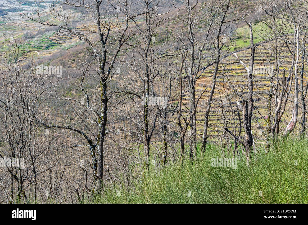 View of the Jerte Valley from the Tornavacas viewpoint in Extremadura ...