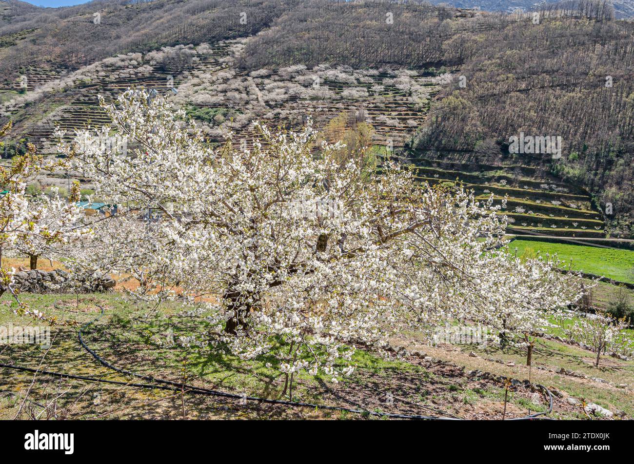 Landscape in spring with cherry blossoms in the Jerte Valley ...