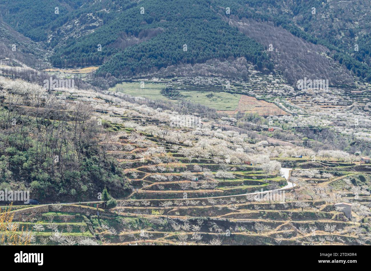Landscape in spring with cherry blossoms in the Jerte Valley ...