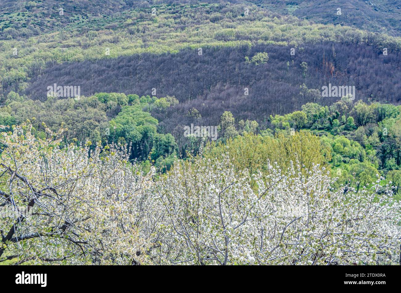 Landscape in spring with cherry blossoms in the Jerte Valley ...