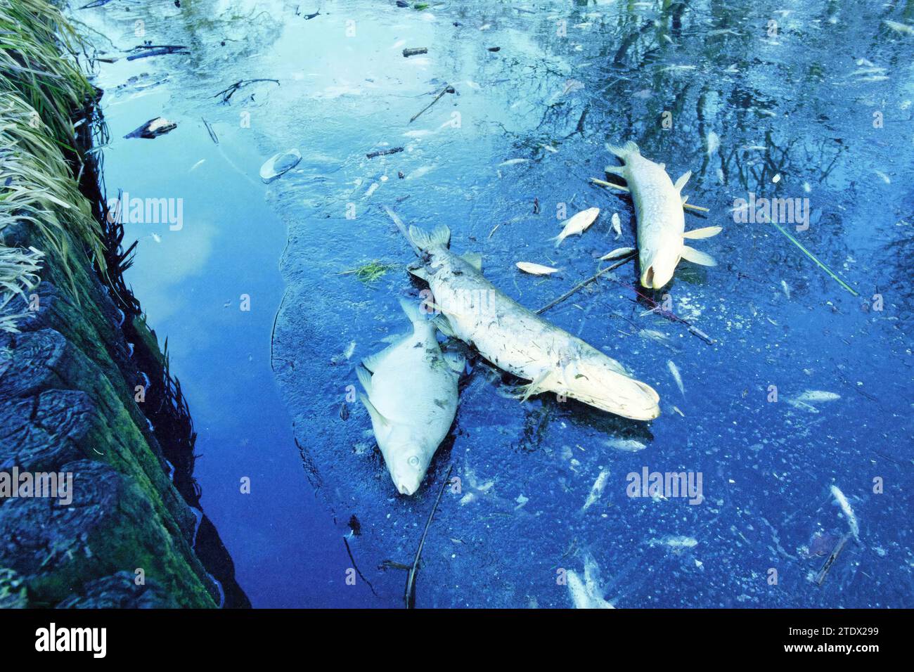 Dead fish pond schoonenberg hi-res stock photography and images - Alamy