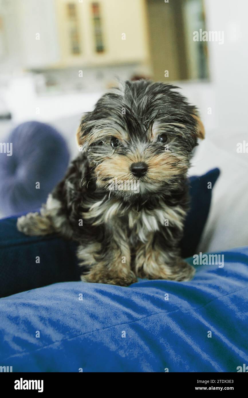 A tiny teacup yorkie puppy dog sitting on a couch arm with a royal blue ...