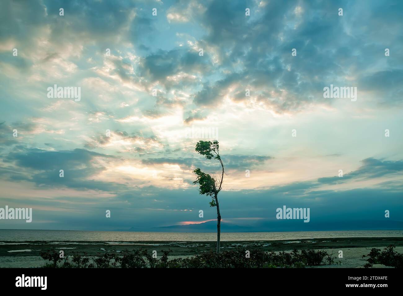 The sunrise on Gili Island looks like trees with fallen leaves and ...