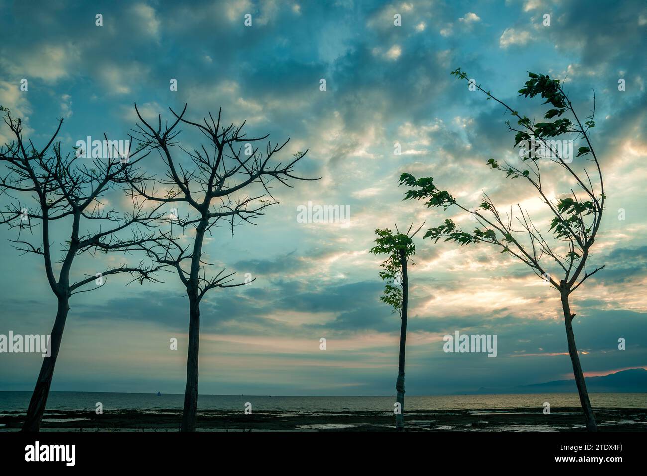The sunrise on Gili Island looks like trees with fallen leaves and ...
