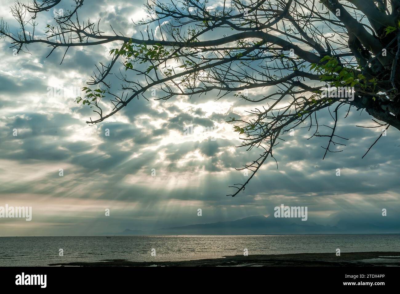 The sunrise on Gili Island looks like trees with fallen leaves and ...