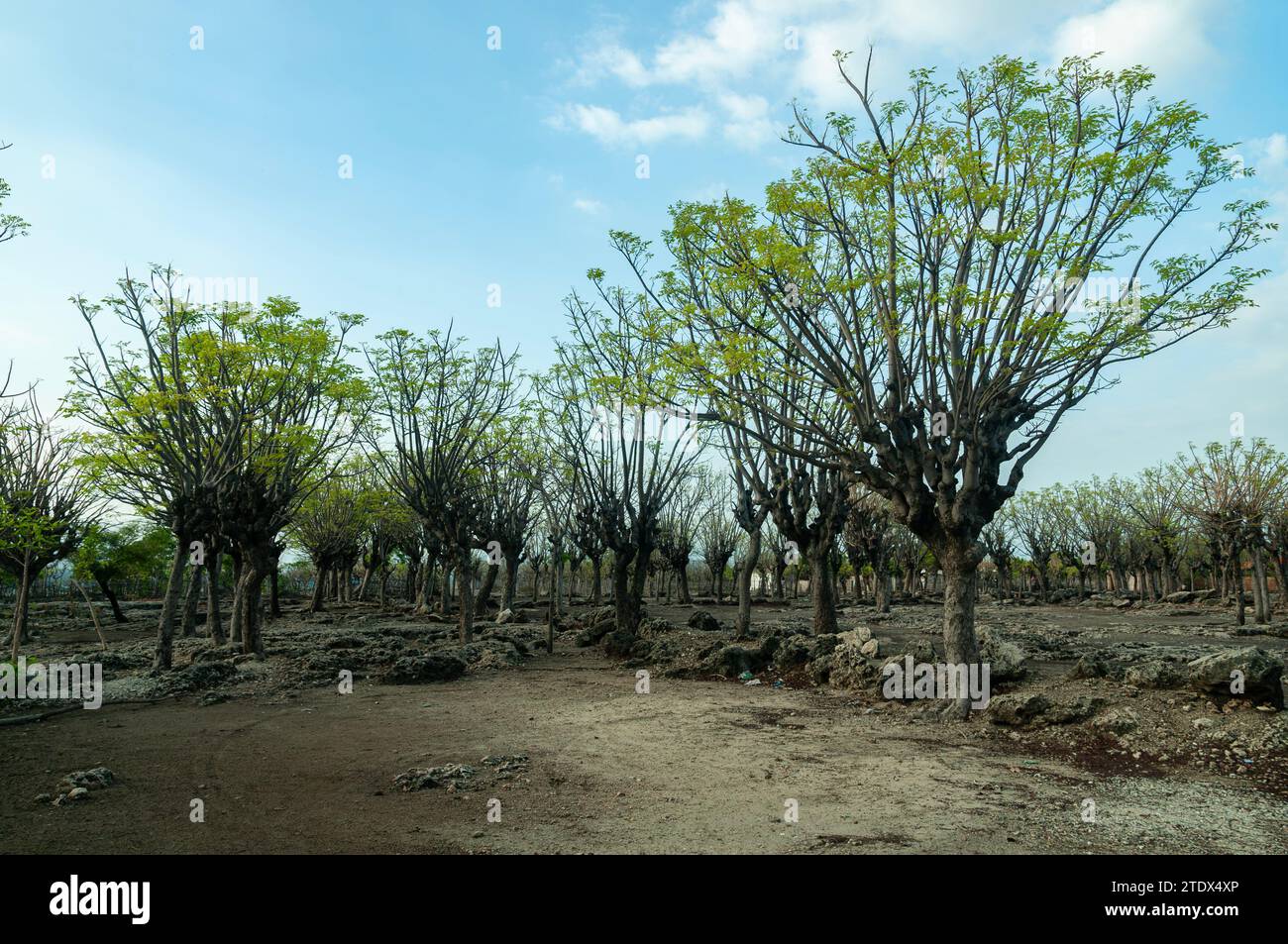 The atmosphere of the mainland on Gili Island, looks like trees that ...