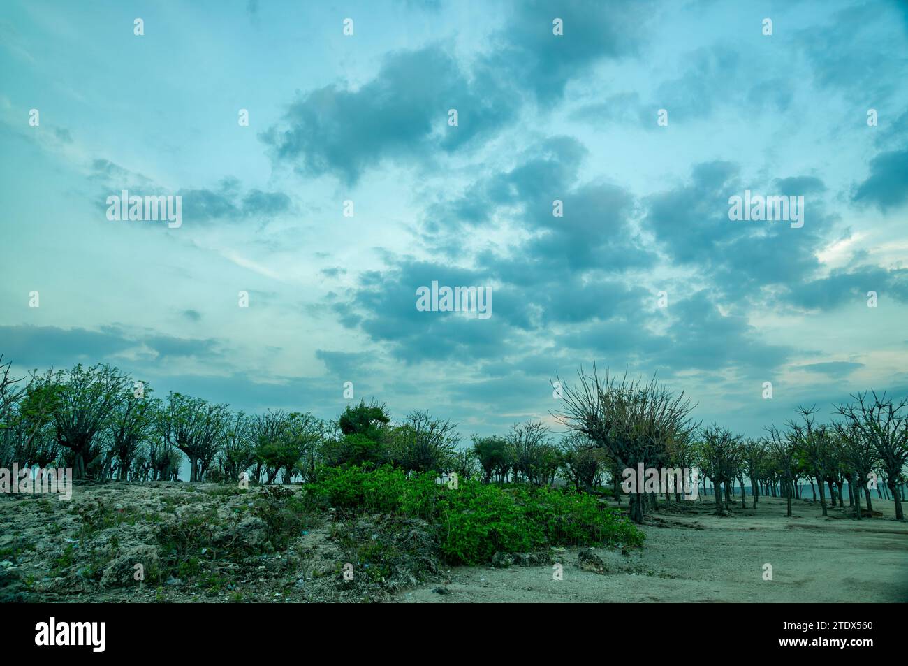 The atmosphere of the mainland on Gili Island, looks like trees that ...