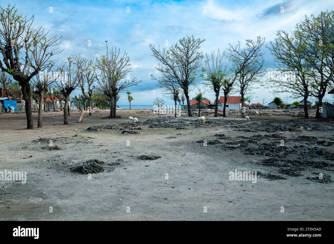 The atmosphere of the mainland on Gili Island, looks like trees that ...