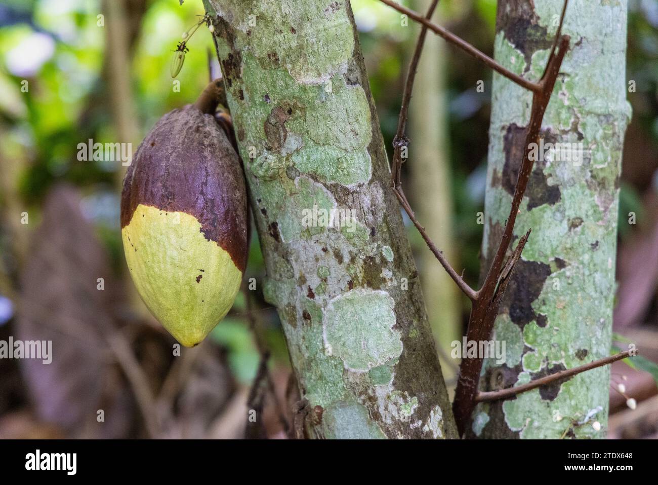 Cocoa tree bali hi-res stock photography and images - Alamy