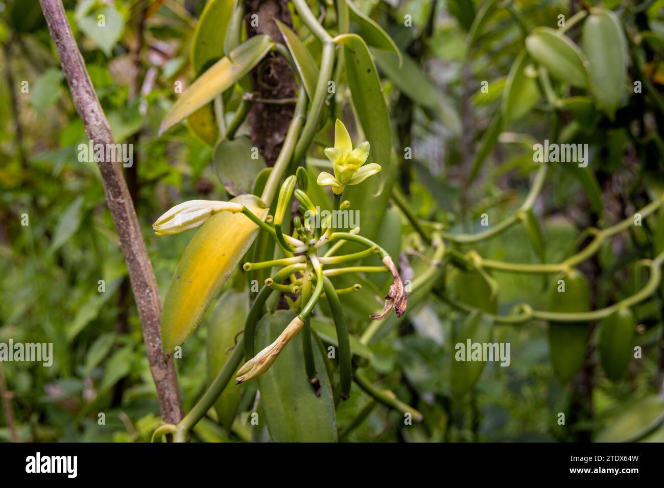 Vanilla flower in the bloom, Bali Stock Photo - Alamy