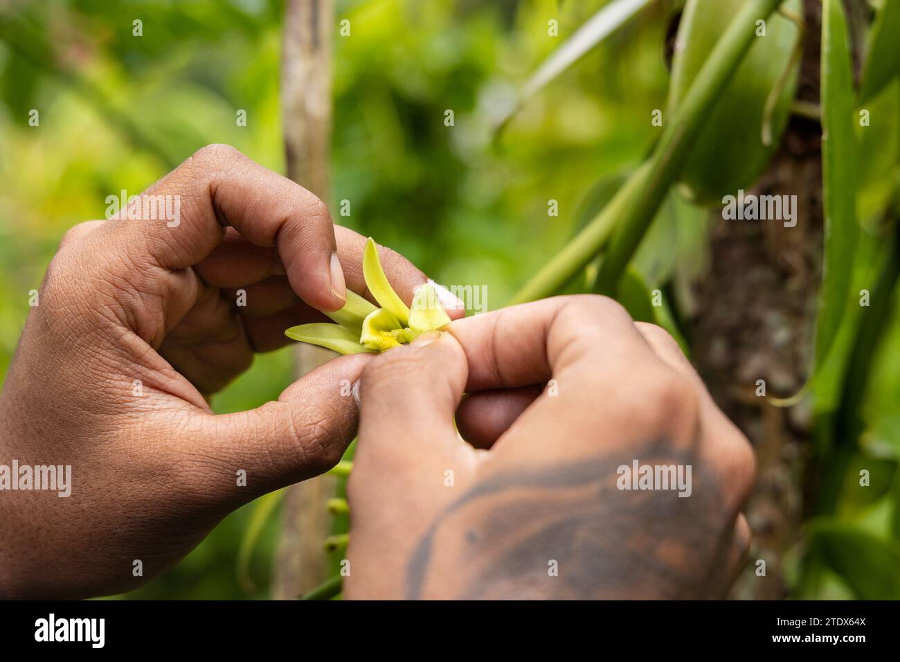 Hand pollination hi-res stock photography and images - Alamy