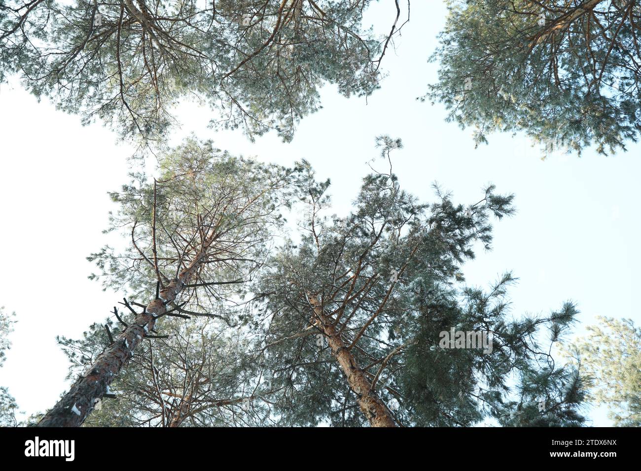 Sky through the tree hi-res stock photography and images - Alamy