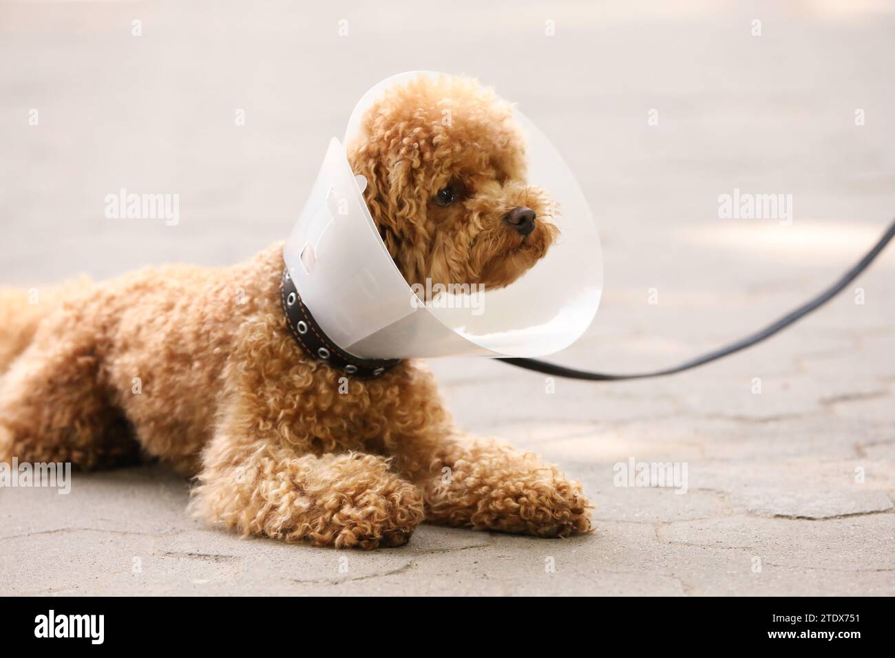 Cute Maltipoo dog with Elizabethan collar lying on pavement outdoors ...