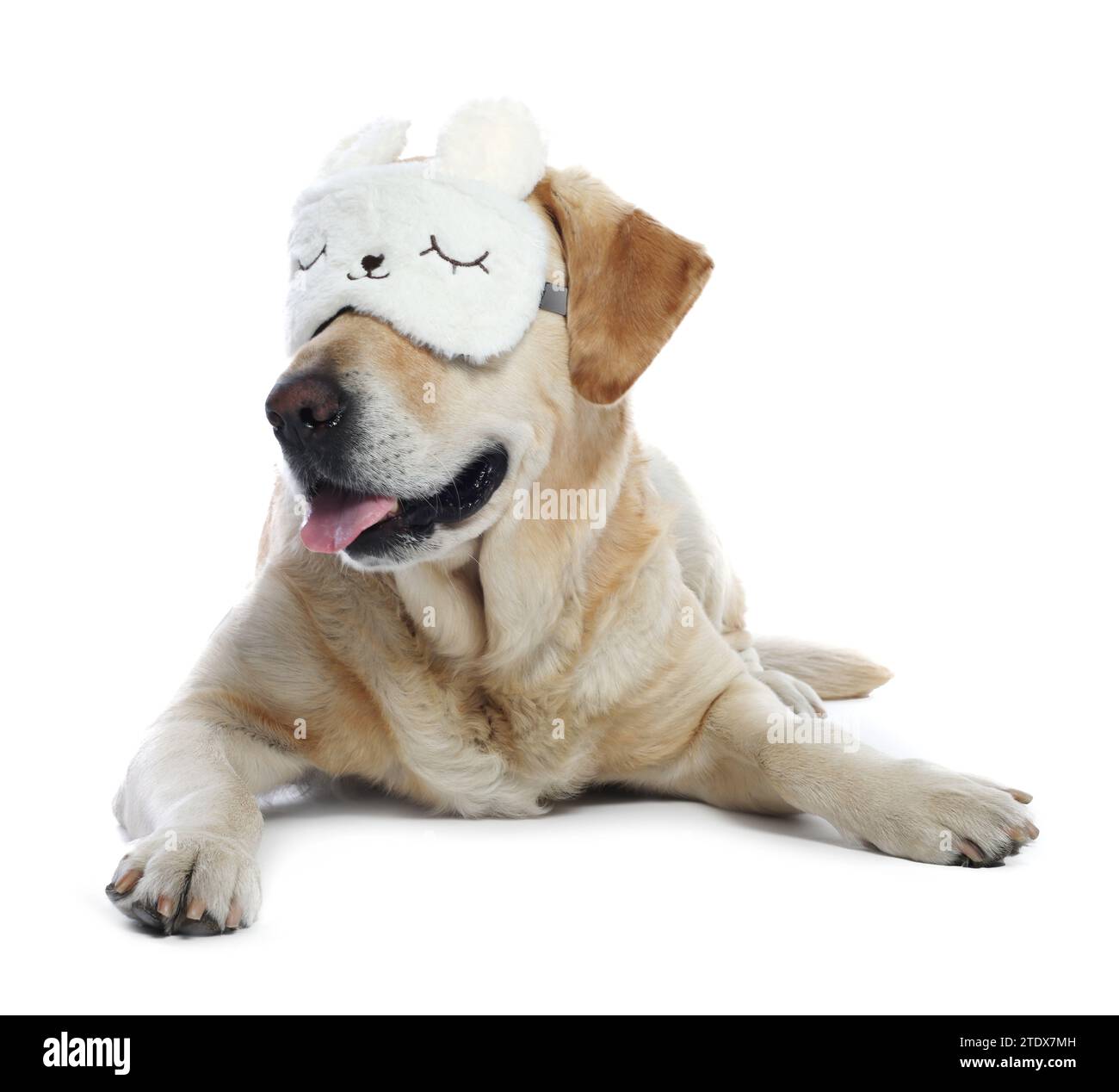 Cute Labrador Retriever with sleep mask resting on white background ...