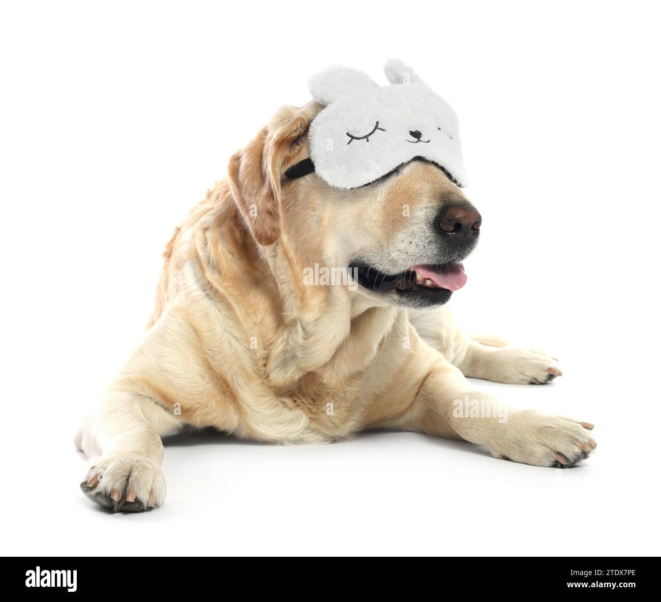 Cute Labrador Retriever with sleep mask resting on white background ...