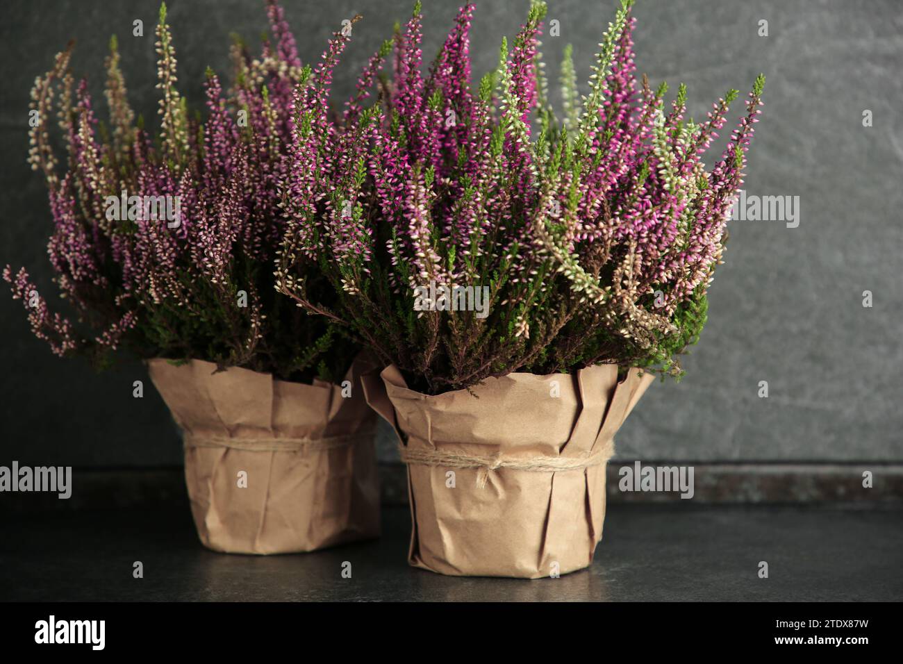 Beautiful heather flowers in pots on dark grey table Stock Photo - Alamy