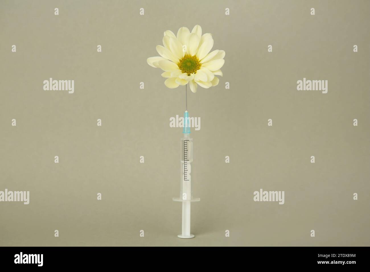 Medical syringe and chrysanthemum flower on light grey background Stock ...