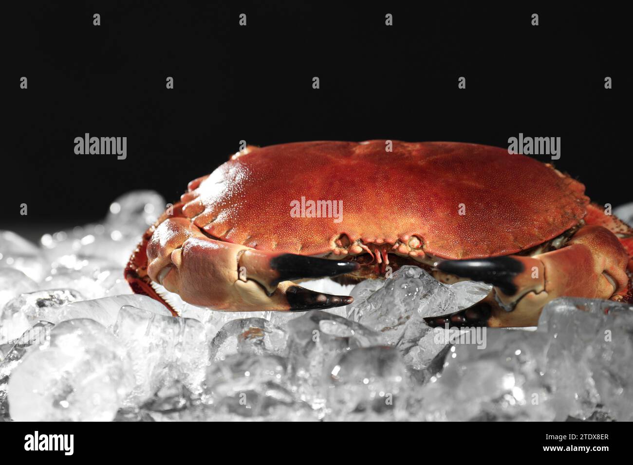 Delicious boiled crab on ice cubes against black background, closeup ...