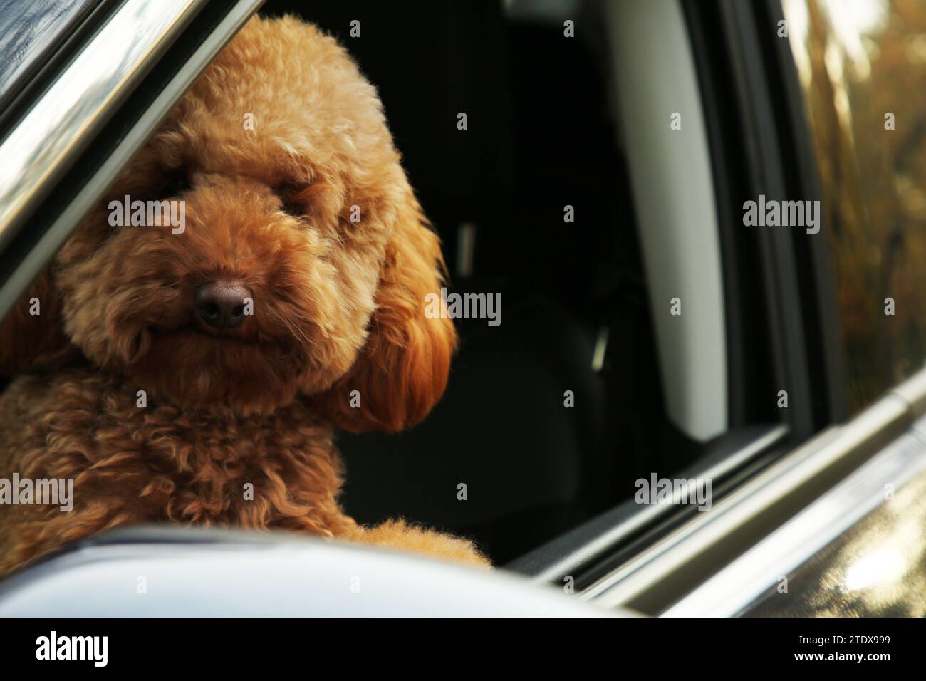 Cute dog inside black car, view from outside Stock Photo - Alamy