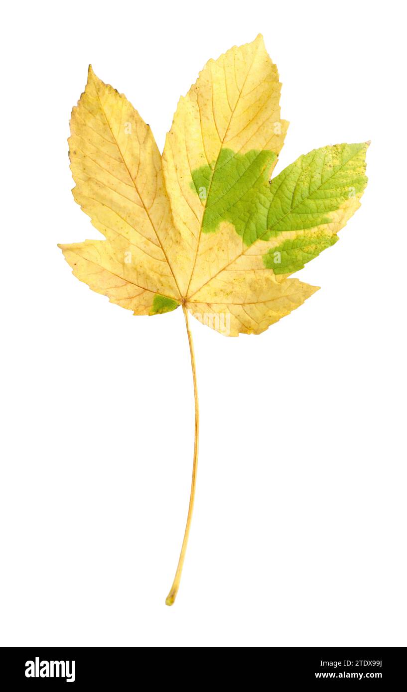 One maple leaf isolated on white. Autumn season Stock Photo - Alamy