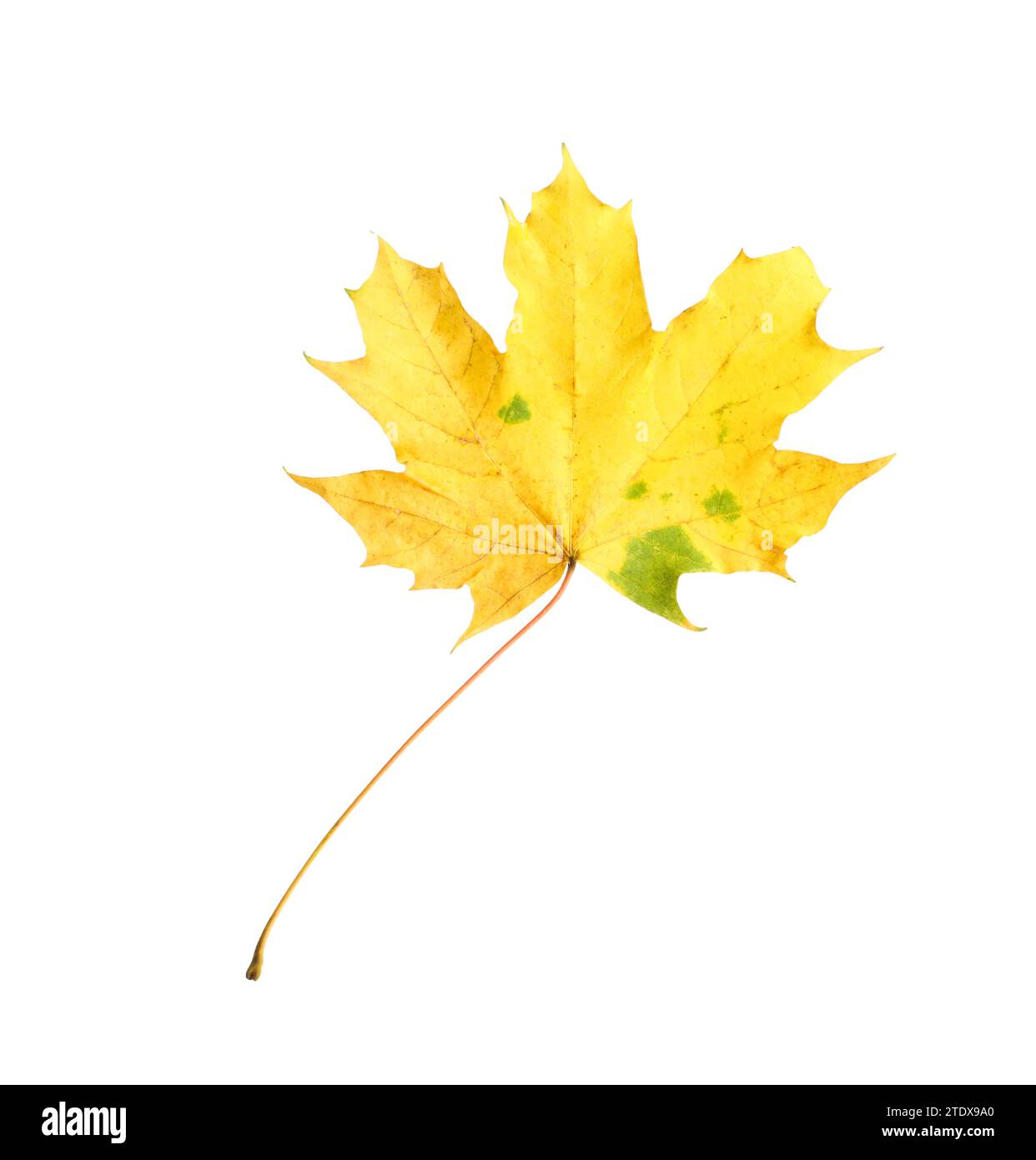 One maple leaf isolated on white. Autumn season Stock Photo - Alamy