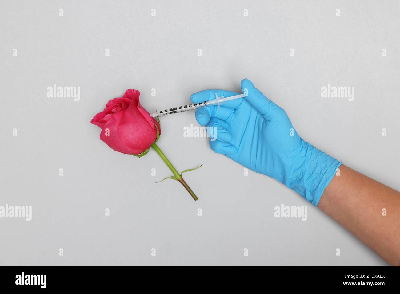 Doctor making injection to rose on light grey background, top view ...