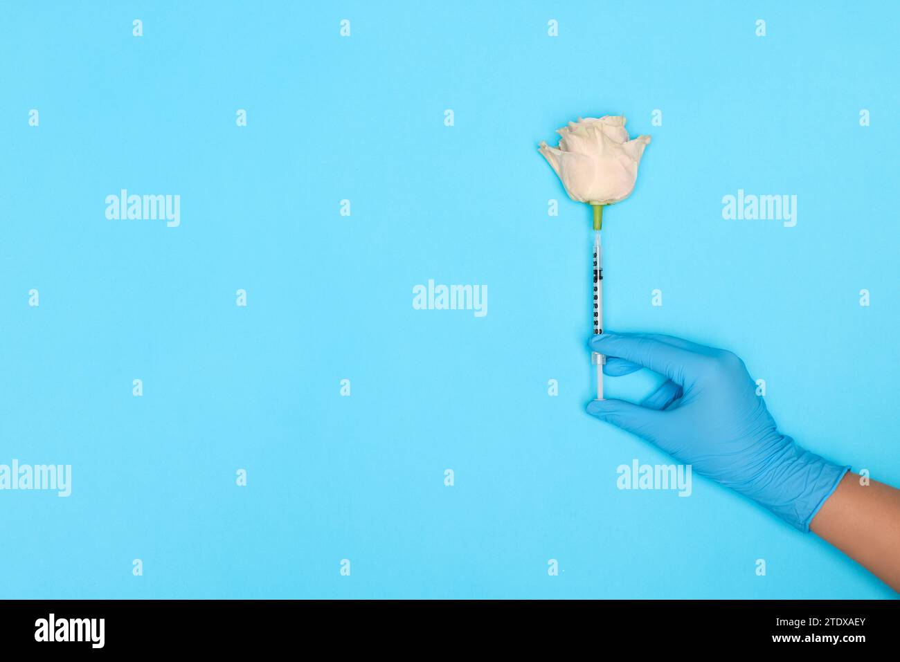 Doctor making injection to rose on light blue background, top view ...